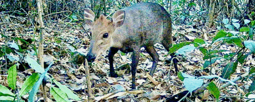 Biodiversity Conservation and Ecosystem Services – CSIR-FORIG